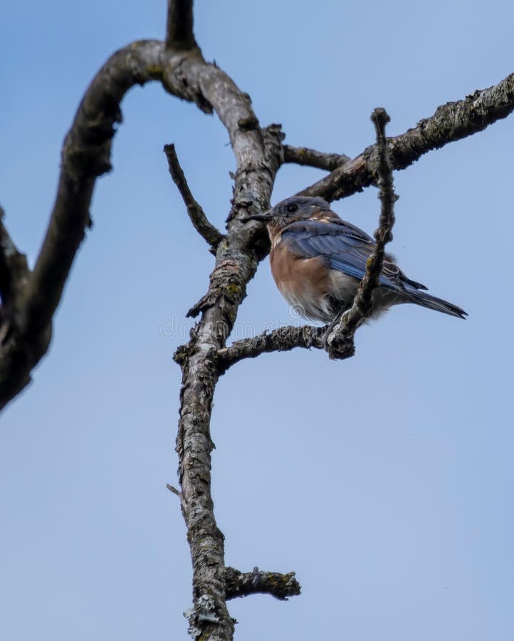 Vertical Shot of an Eastern Bluebird Resting on a Tree with a Blue Sky ...