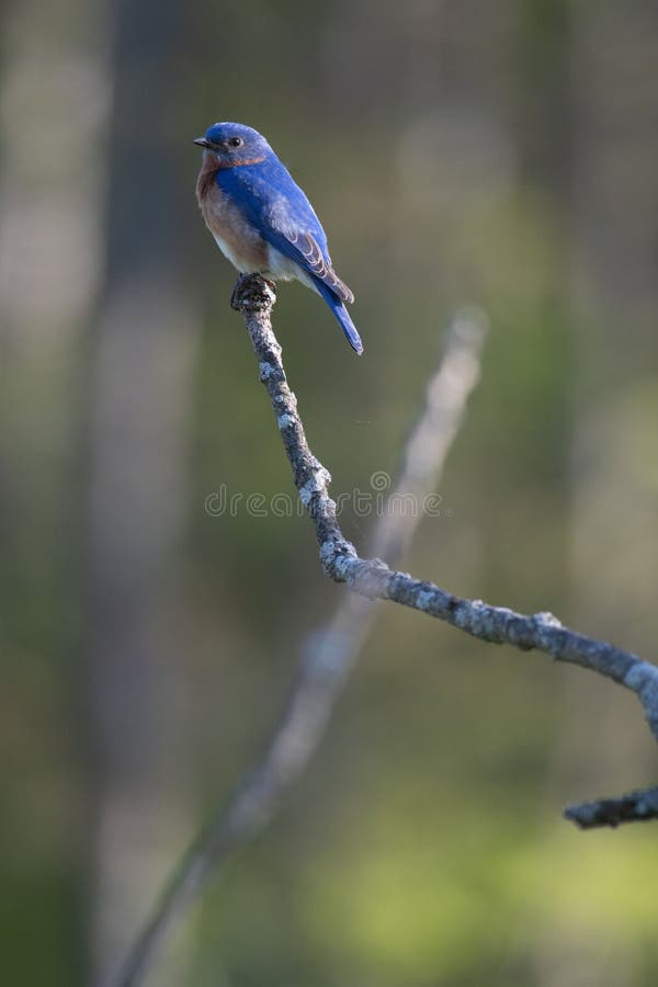 Vertical Shot of an Eastern Bluebird on a Tree Branch Stock Photo ...