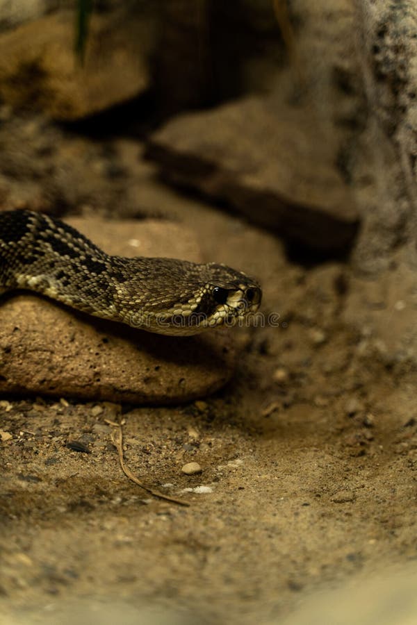 Vertical Shot of a Eastern Diamondback Rattlesnake Stock Image - Image ...
