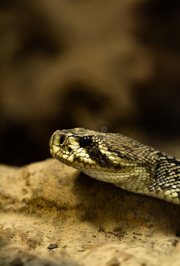 Vertical Shot of a Eastern Diamondback Rattlesnake Stock Image - Image ...