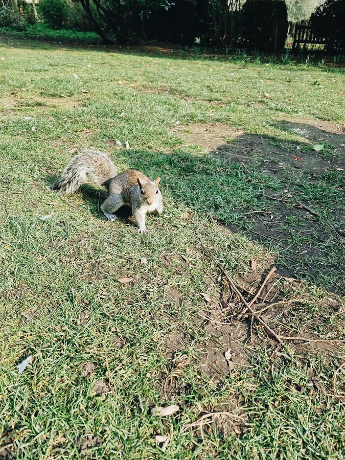 Vertical Shot of an Eastern Gray Squirrel on the Green Grass Under ...