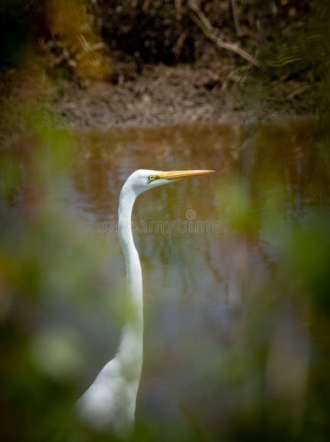 Vertical Shot of an Eastern Great Erget Bird Stock Image - Image of ...