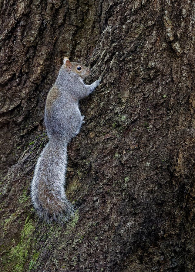 Vertical Shot of an Eastern Grey Squirrel on Tree Bark. Stock Image ...