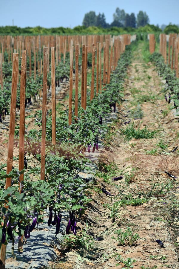 Eggplant fields stock photo. Image of botany, fields - 41766412