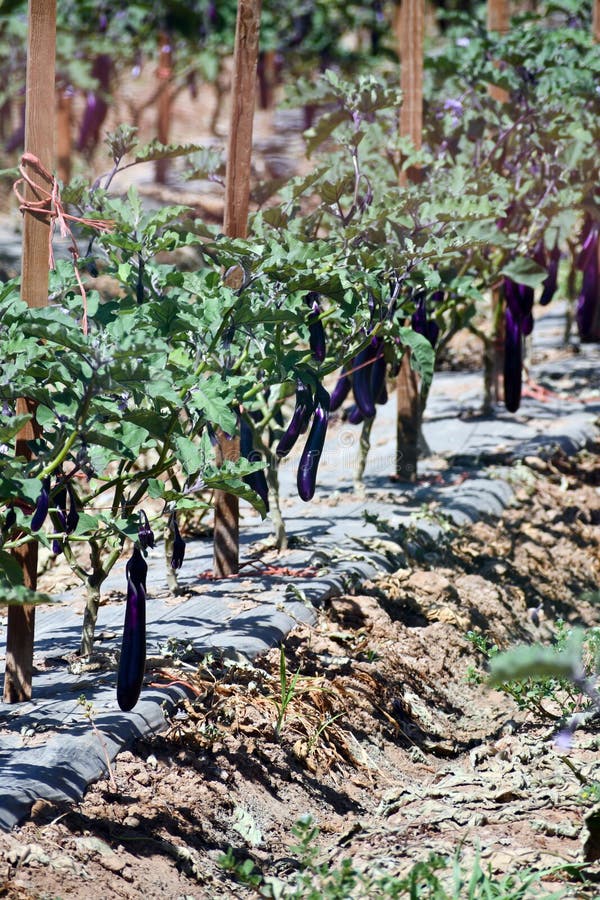 Eggplant fields stock photo. Image of botany, fields - 41766412