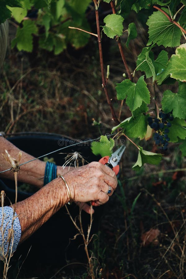 Vertical Shot of an Elderly Lady Harvest Grapes in a Vineyard Stock ...