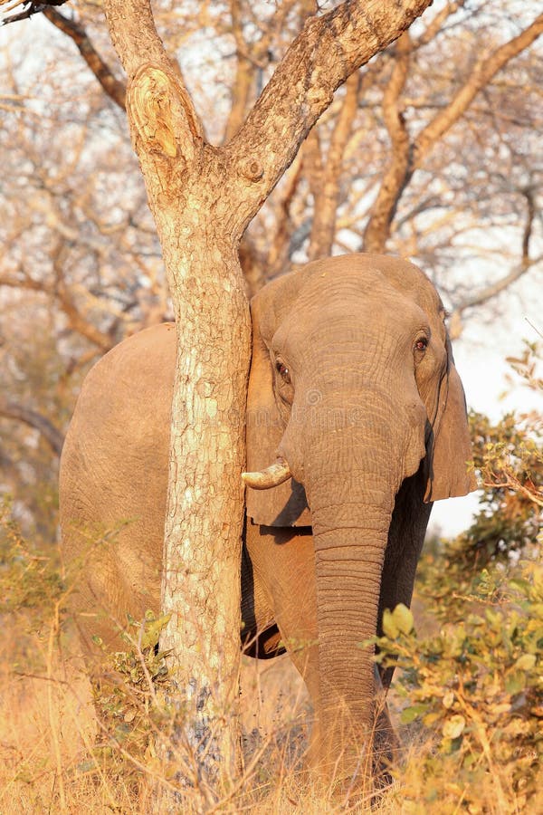 Vertical Shot of an Elephant Behind a Tree Stock Photo - Image of sunny ...