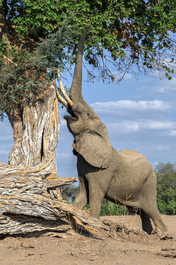 Vertical Shot of an Elephant Reaching Its Trunk To a Tree Branch Stock ... Vertical Shot of an Elephant Reaching Its Trunk To a Tree Branch Stock ...