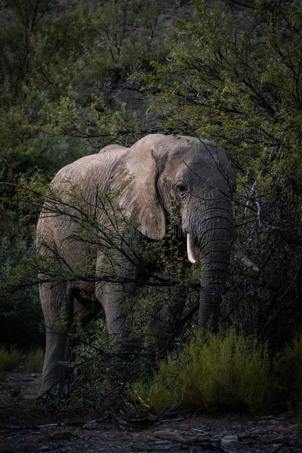 Vertical Shot of an Elephant in South Africa Stock Photo - Image of ...
