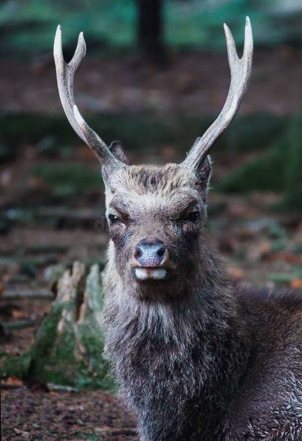 Vertical Shot of an Elk in a Forest Stock Photo - Image of antler ...