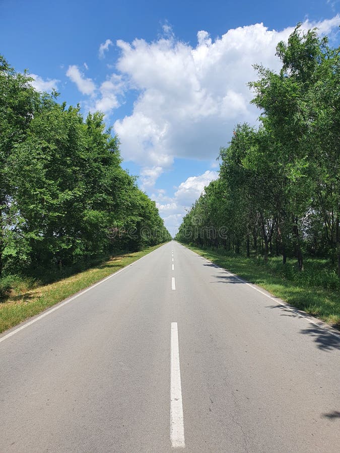 Vertical Shot of Empty Asphalt Road Stretching between Lush Green Trees ...