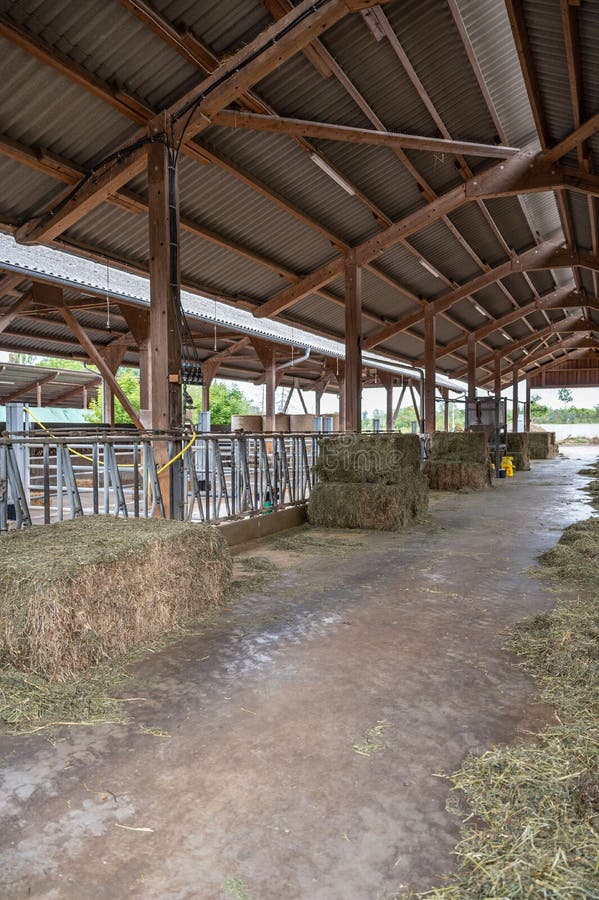 Vertical Shot of an Empty Farm with Boxes for Cows Stock Photo - Image ...