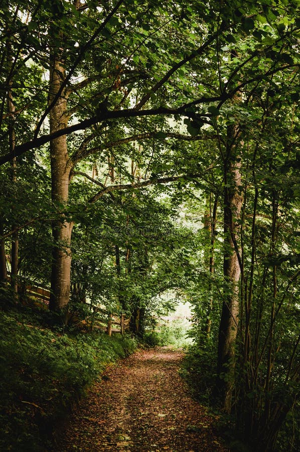 Vertical Shot of an Empty Path Amid a Dense Green Forest Stock Image ...