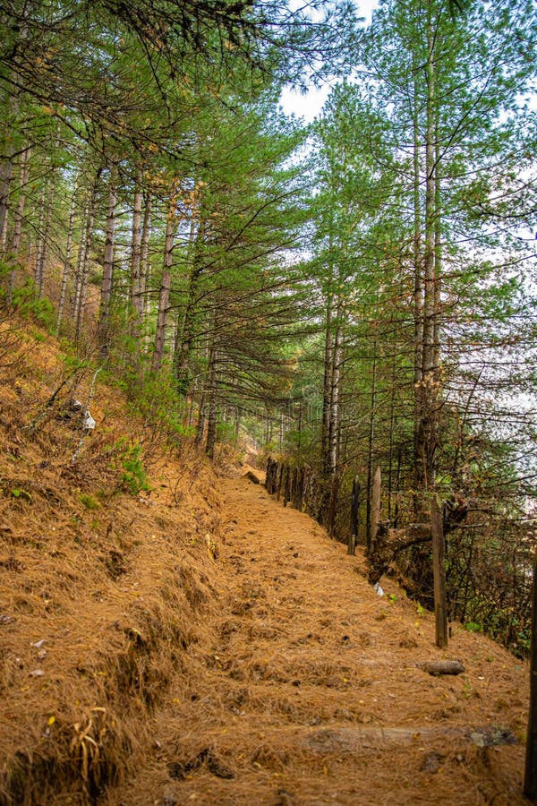 Vertical Shot of an Empty Path Amid Pine Forests on the Mountain Slope ...