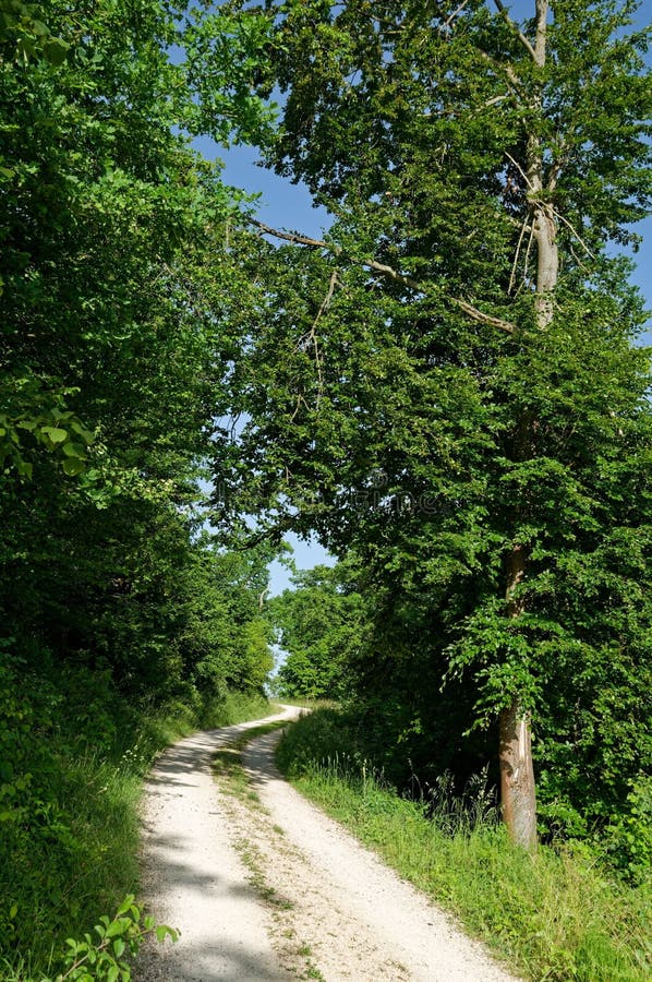 Vertical Shot of an Empty Path in a Forest on a Summer Stock Photo ...