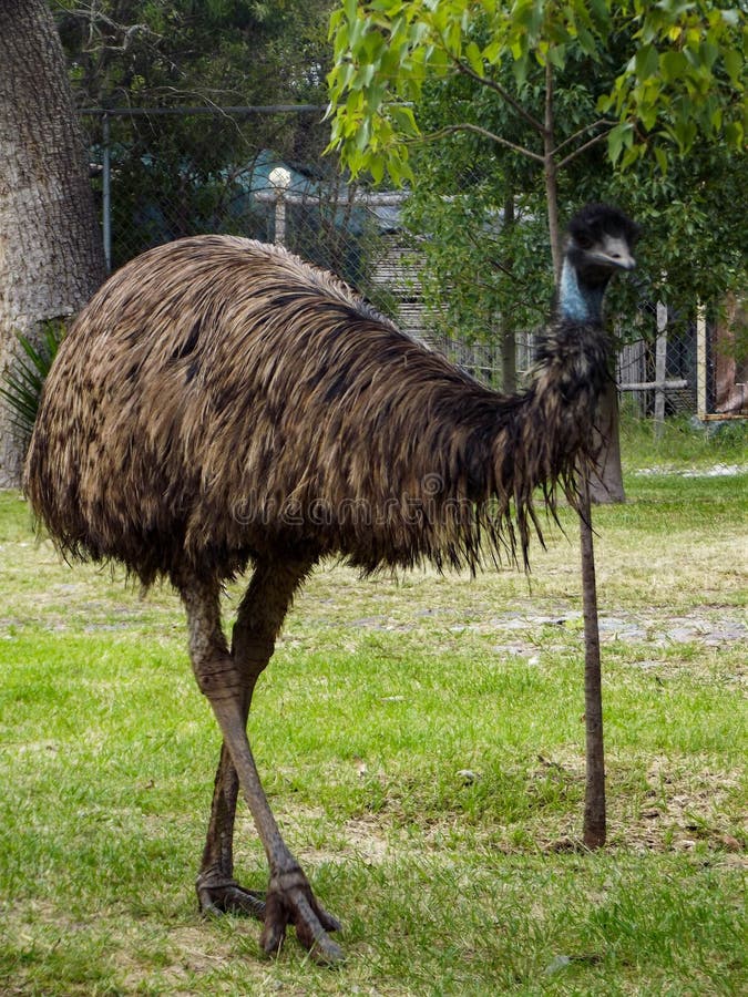 Vertical Shot of an Emu Walking on the Grass in a Zoo during Daylight ...