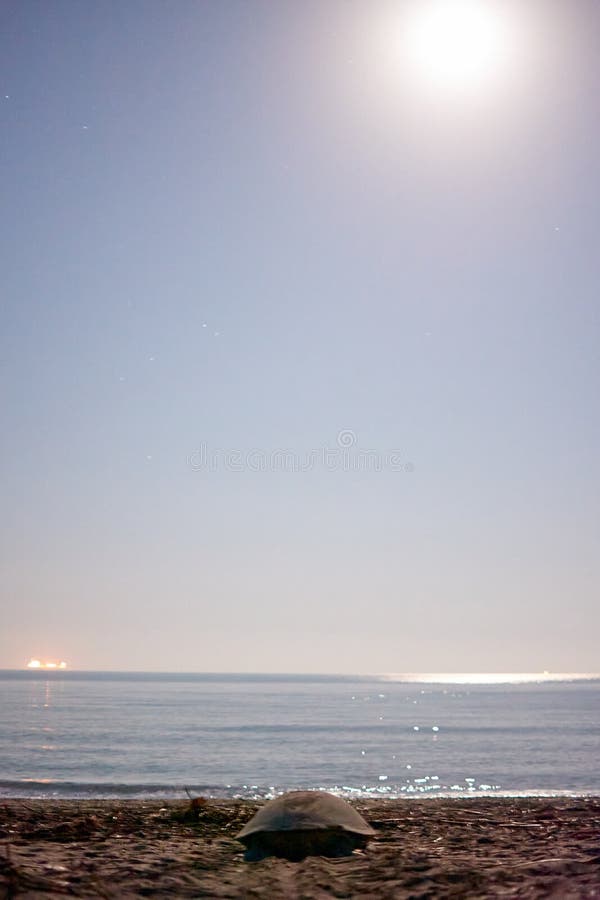 Blue Vertical Beach Ocean Turtle Stock Photos - Free & Royalty-Free ...