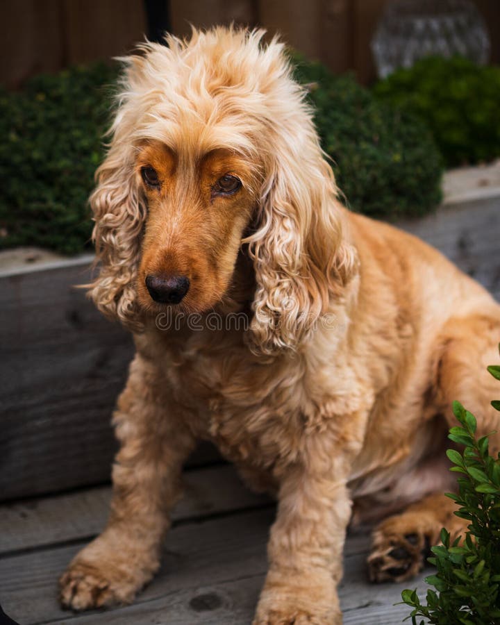 Vertical Shot of the English Cocker Spaniel Sitting Outdoors Stock ...
