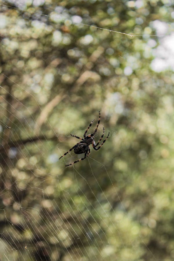 Vertical Shot of a European Garden Spider on the Web Stock Photo ...