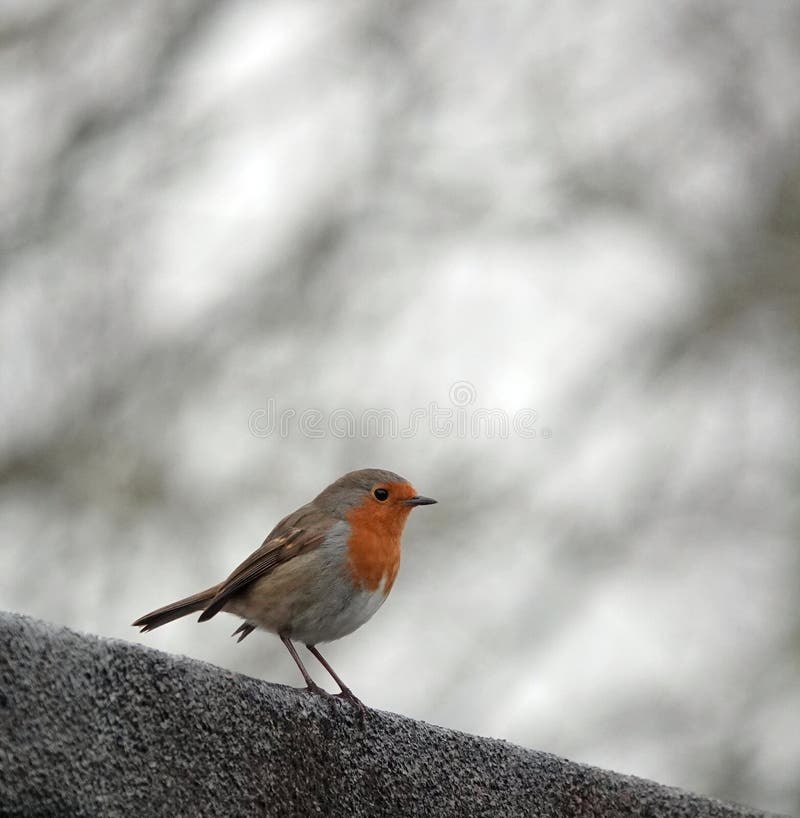 Vertical Shot of a European Robin Bird Stock Image - Image of ...