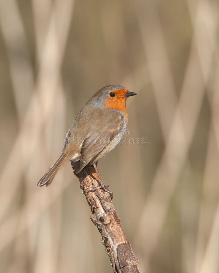 Vertical Shot of an European Robin Redbreast Bird Perching on Dead ...
