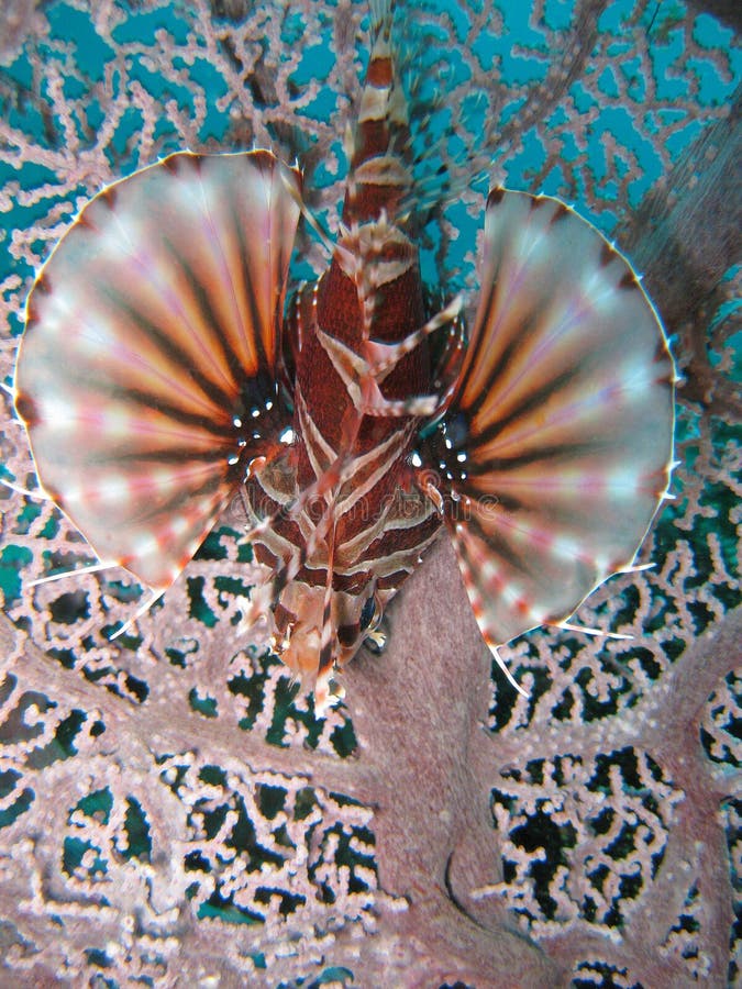 Vertical Shot of an Exotic Fish Swimming Underwater Stock Photo - Image ...
