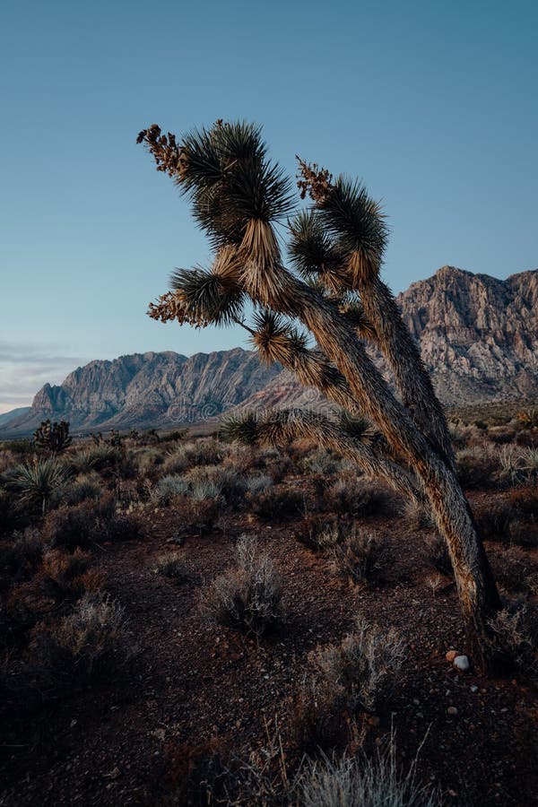 Vertical Shot of an Exotic Tree Growing in the Hills Stock Photo ...