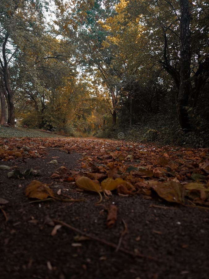 Vertical Shot of Fall Leaves on Ground with Trees in the Background in ...