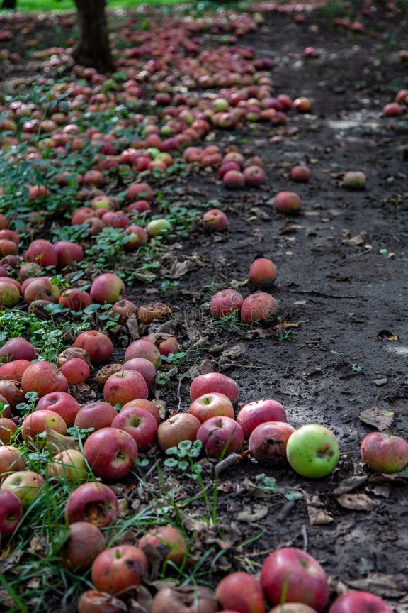 Vertical Shot of Fallen Apples on the Ground Stock Image - Image of ...