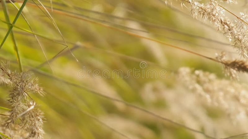 Vertical Shot. Feather Reeds Grass Bends Under the Wind. Stock Video ...