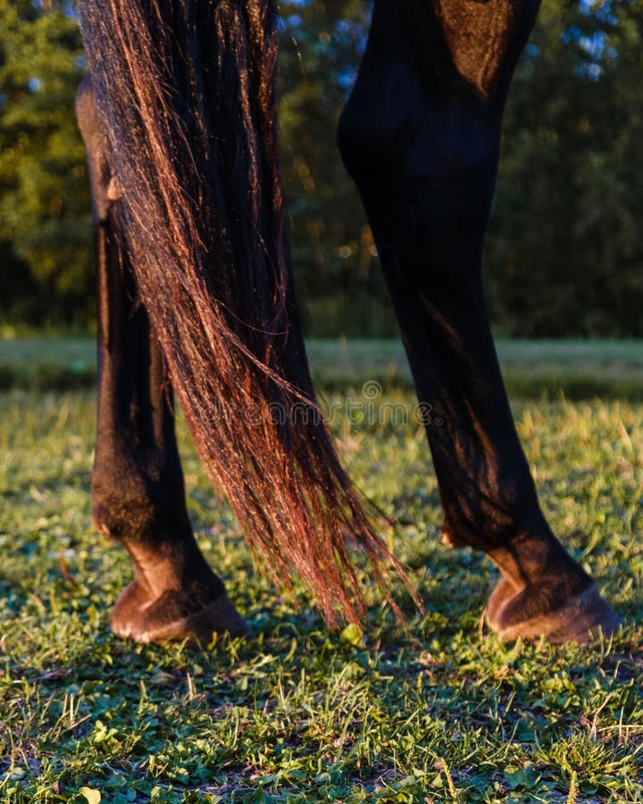 Vertical Shot of the Feet and Tail in the Farm Stock Image - Image of ...