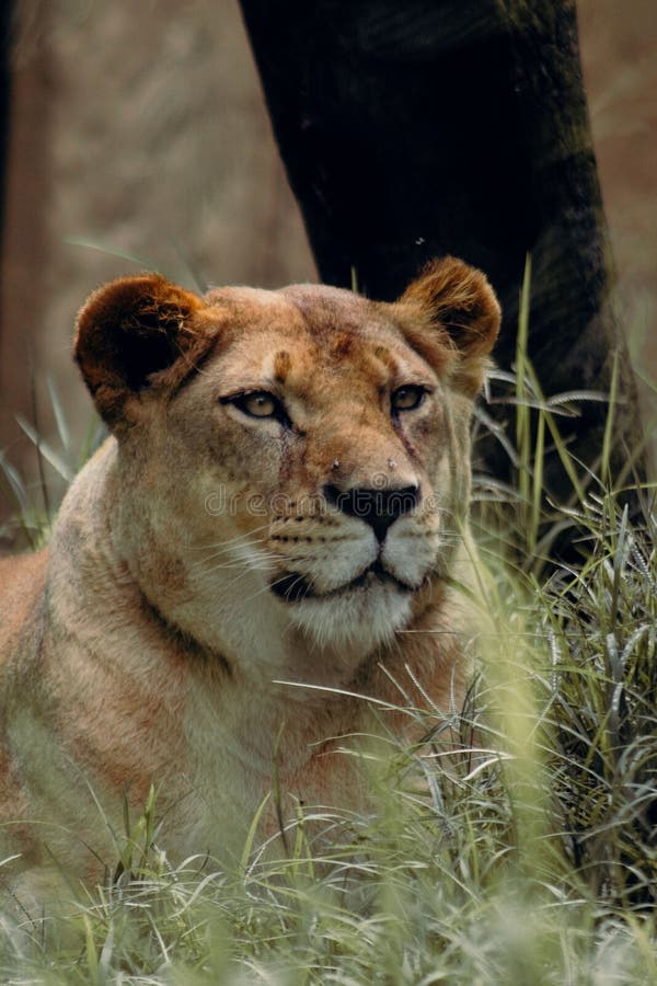 Vertical Shot of a Female Lion Laying in the Grass Stock Image - Image ...