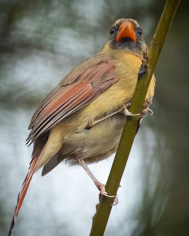 Vertical Shot of a Female Northern Cardinal Perched on a Tree Limb ...