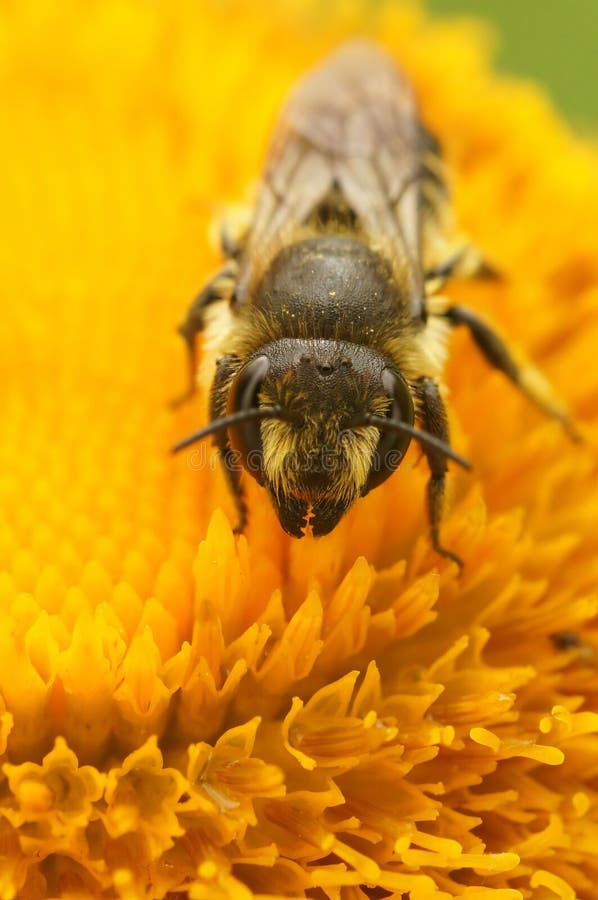 Vertical Shot of a Female Patchwork Leafcutter Bee Stock Photo - Image ...