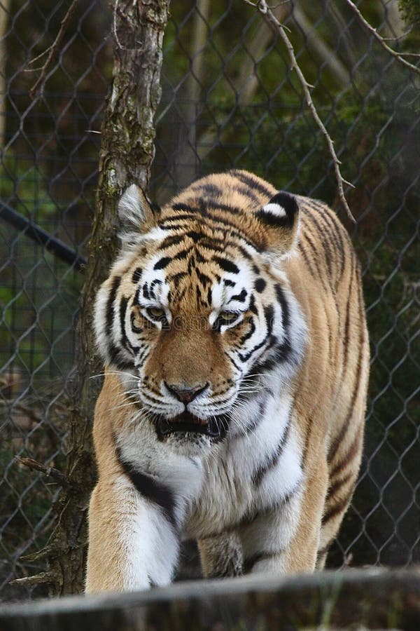 Vertical Shot of a Female Tiger in the Forest Stock Photo - Image of ...