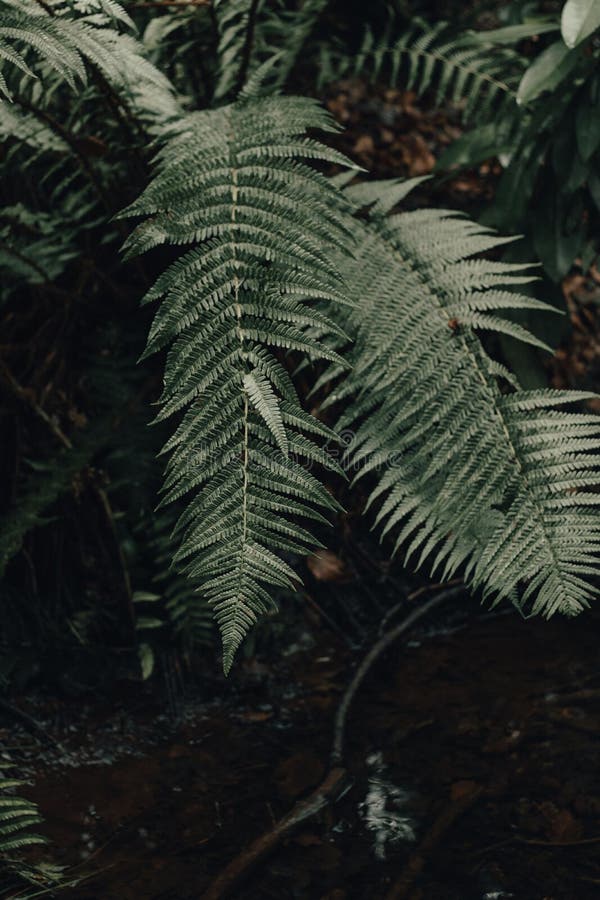 Vertical Shot of a Fern Branch (Polypodiopsida) Stock Photo - Image of ...