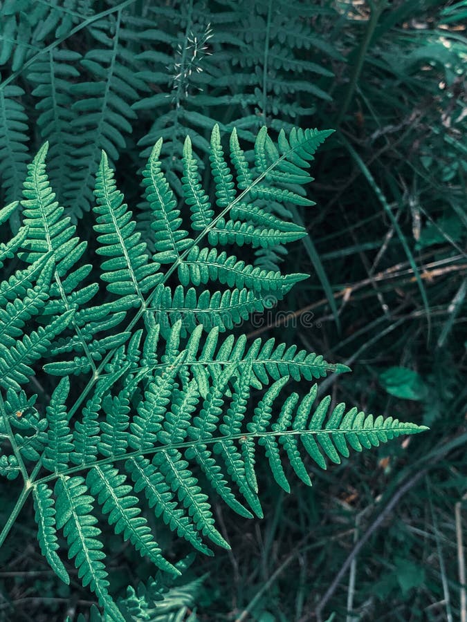 Fern Branches in Close-up with Lake and Mountains Stock Image - Image ...