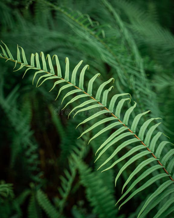 Vertical shot of Ferns stock image. Image of global - 261625321