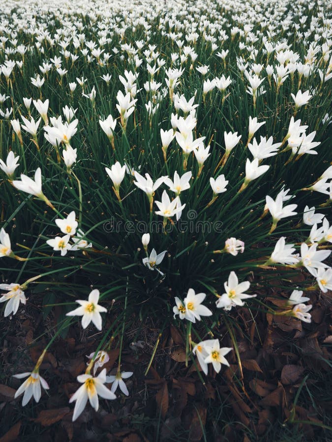 Vertical Shot of a Field of the Autumn Zephyrlily Flower Stock Image ...