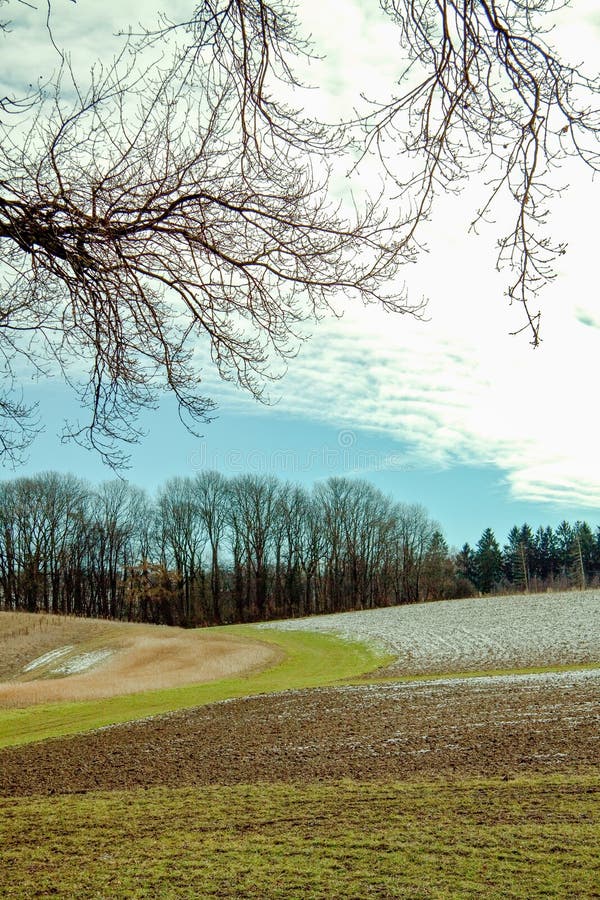Vertical Shot of a Field with Bare Trees Stock Image - Image of ...