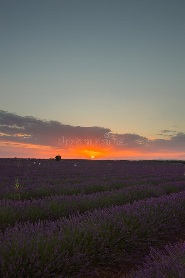 Vertical Shot of a Field of Blooming Purple Flowers at Sunset Stock ...