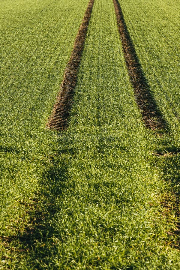 Vertical Shot of a Field of Greenery in the Daytime Stock Image - Image ...