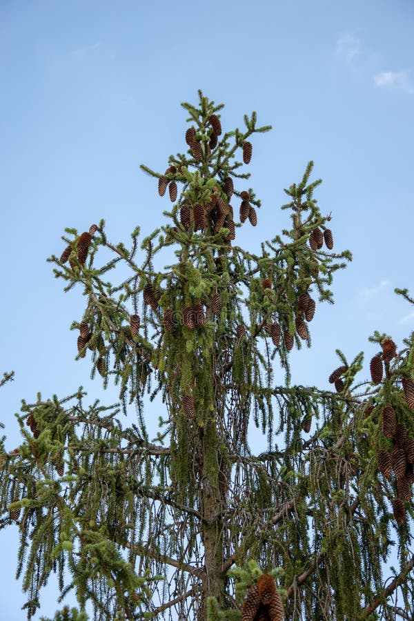 Vertical Shot of Fir Tree with Cones Stock Photo - Image of ornament ...
