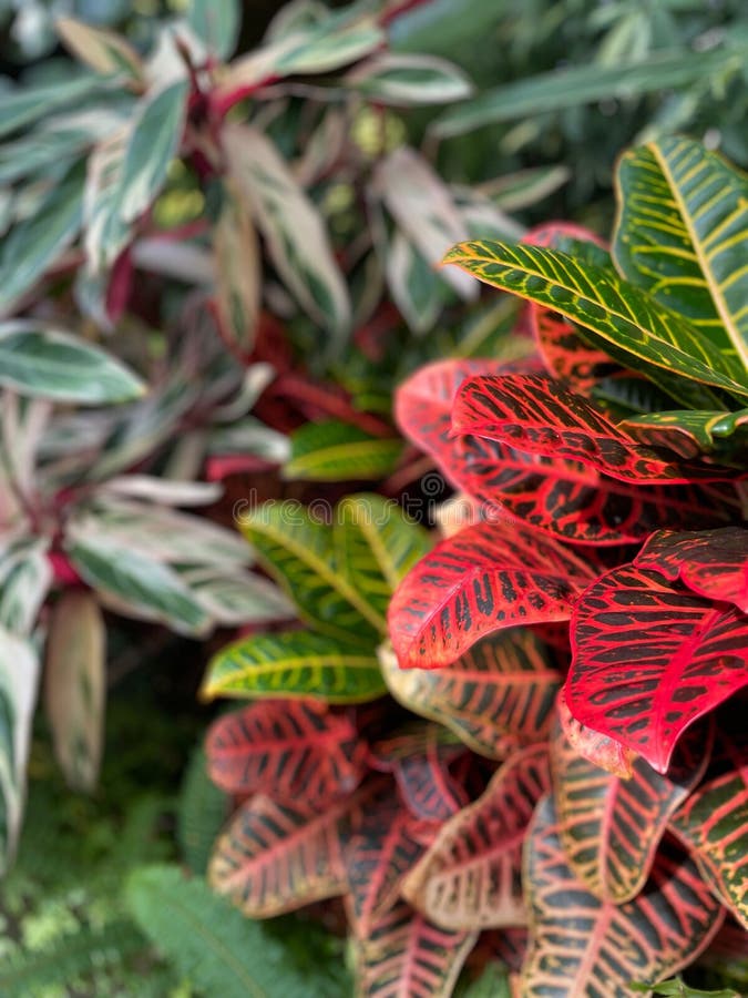 Vertical Shot of a Fire Croton (Codiaeum Variegatum) Stock Image ...
