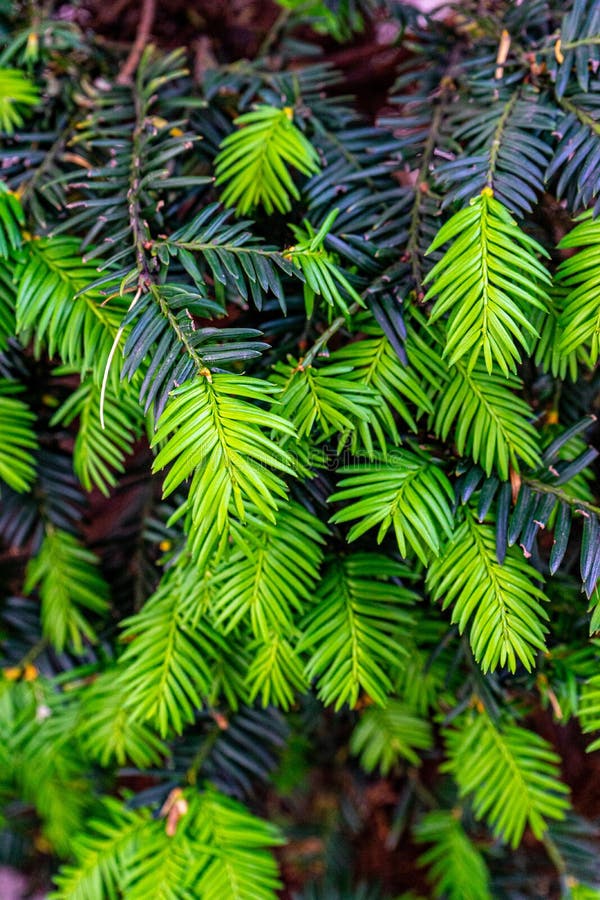 Vertical Shot of Fire Tree Green Leaves Stock Image - Image of nature ...