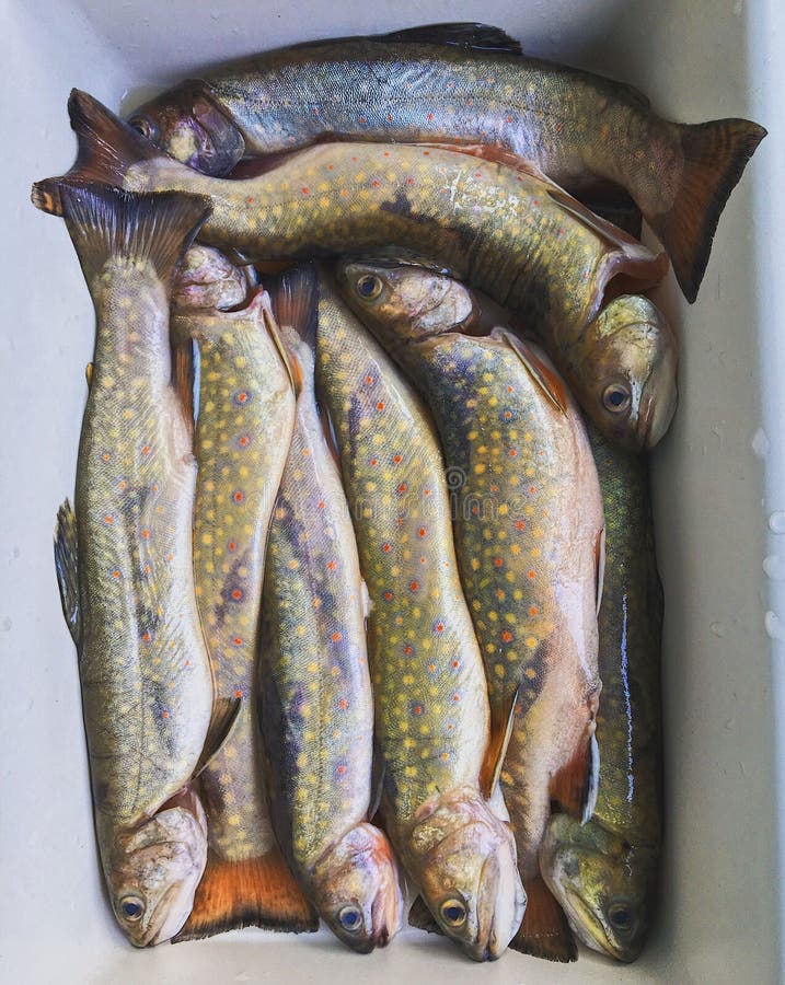 Vertical Shot of Fish Stacked on One Another Stock Photo - Image of ...