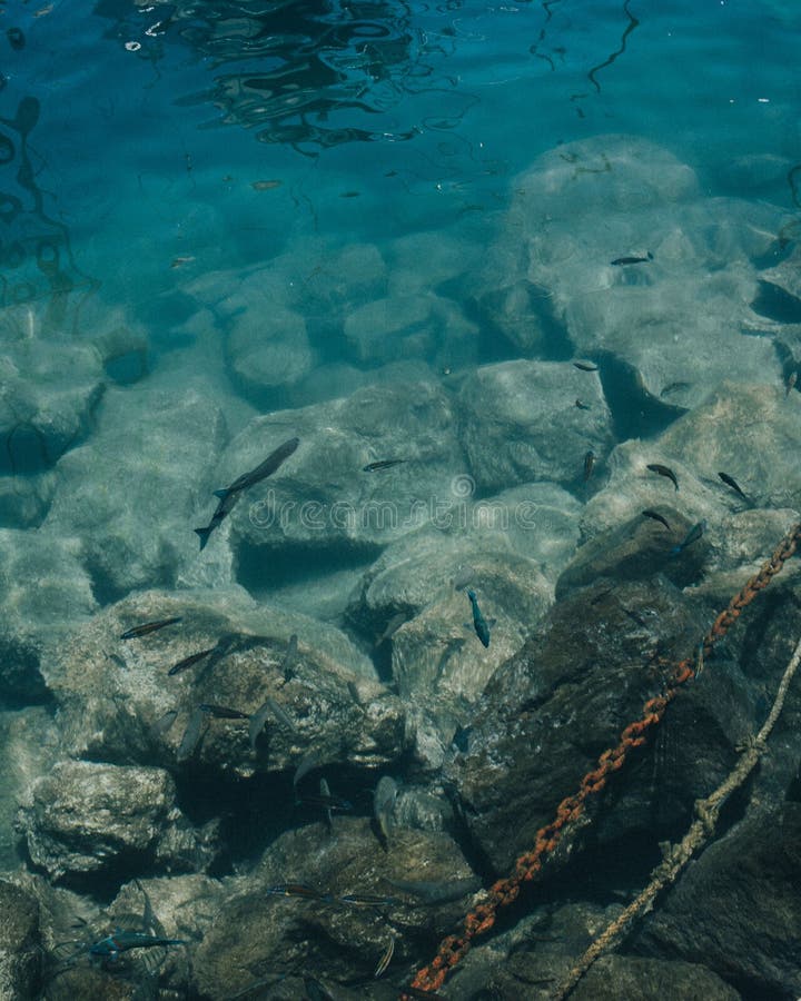 Vertical Shot of Fish Swimming in Shallow Water. Stock Image - Image of ...