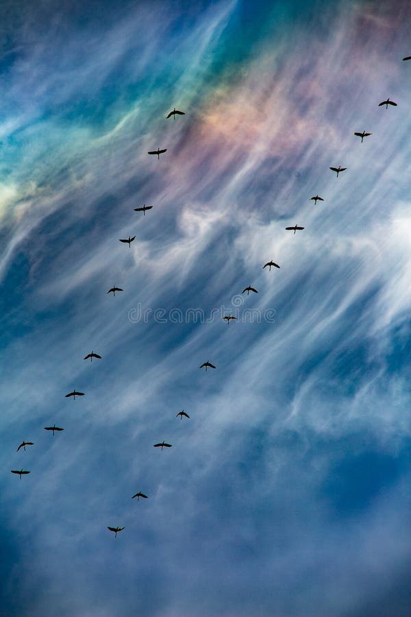 Vertical Shot of a Flock of Birds Flying on the Beautiful Sky Stock ...