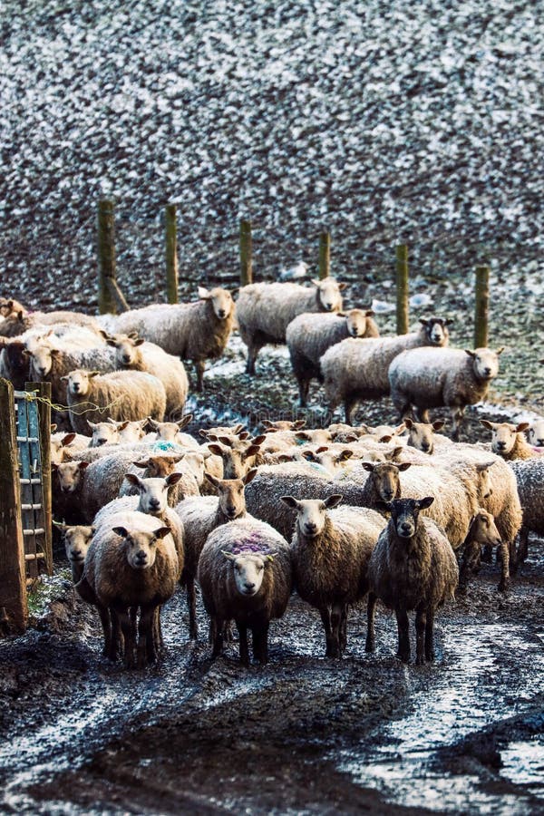 Vertical Shot of the Flock of Sheep Returning from the Pasture. Stock ...