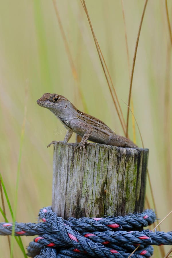 Vertical Shot of a Florida Scrub Lizard on a Wooden Post Wrapped with ...